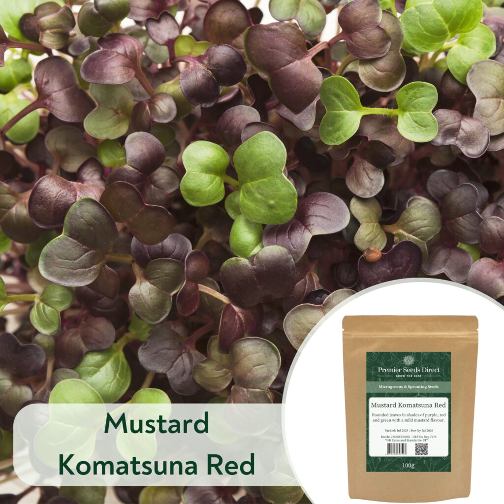 Mustard Komatsuna Red - Microgreen/Sprouting - Premier Seeds Direct