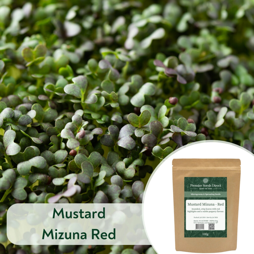 Mustard Mizuna Red - Microgreen/Sprouting - Premier Seeds Direct