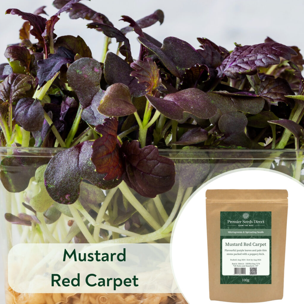 Mustard Red Carpet - Microgreen/Sprouting - Premier Seeds Direct