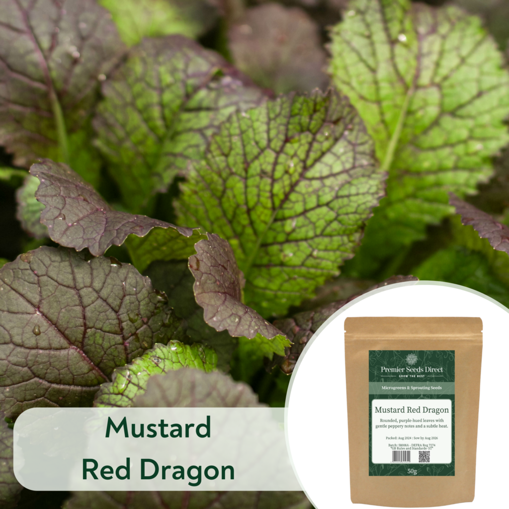 Mustard Red Dragon - Microgreen/Sprouting - Premier Seeds Direct