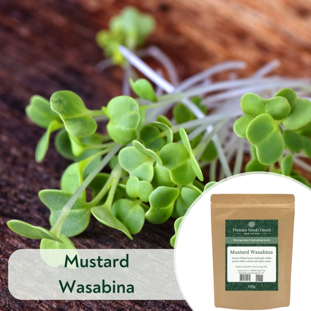 Mustard Wasabina - Microgreen/Sprouting - Premier Seeds Direct