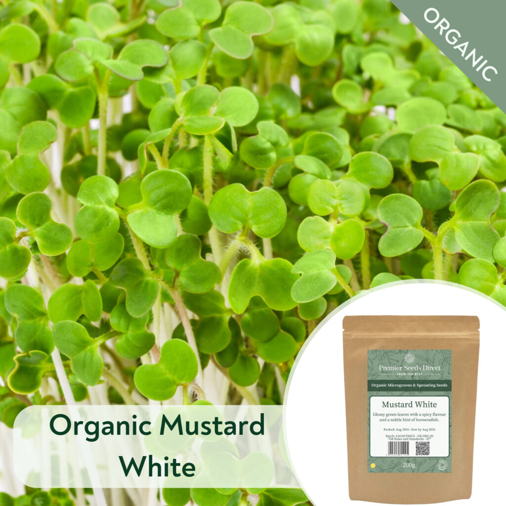 Organic White Mustard - Microgreen/Sprouting - Premier Seeds Direct