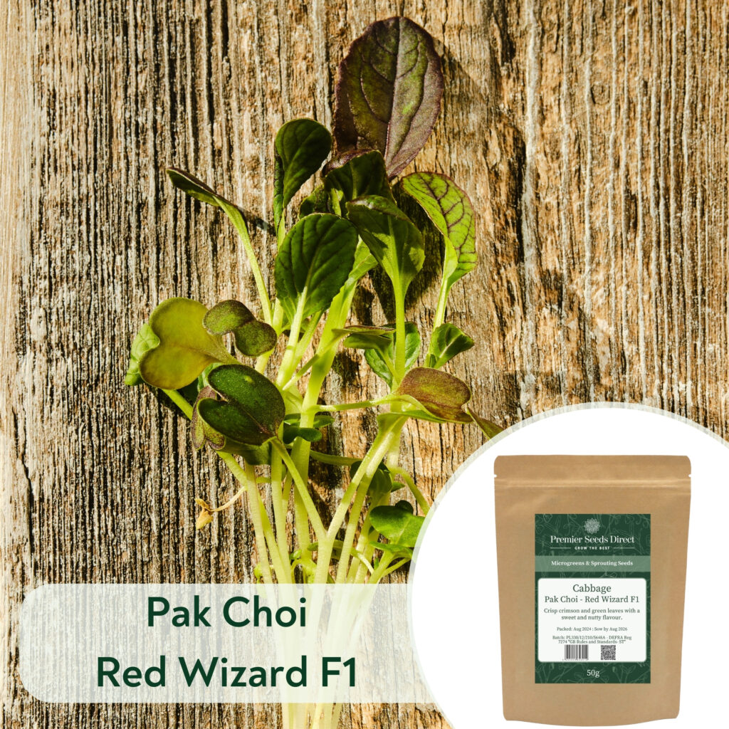 Pak Choi Red Wizard F1 - Microgreen/Sprouting - Premier Seeds Direct