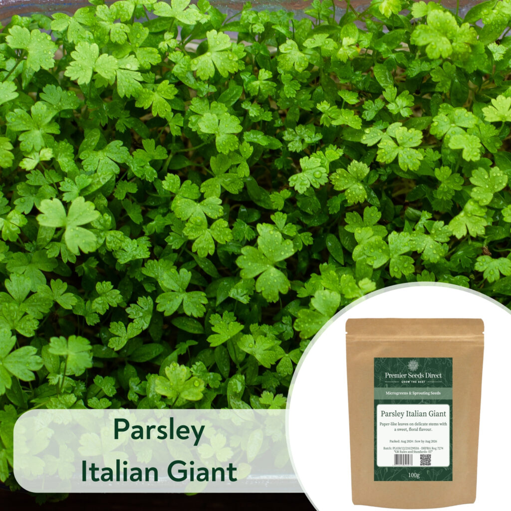 Parsley Italian Giant - Microgreen/Sprouting - Premier Seeds Direct
