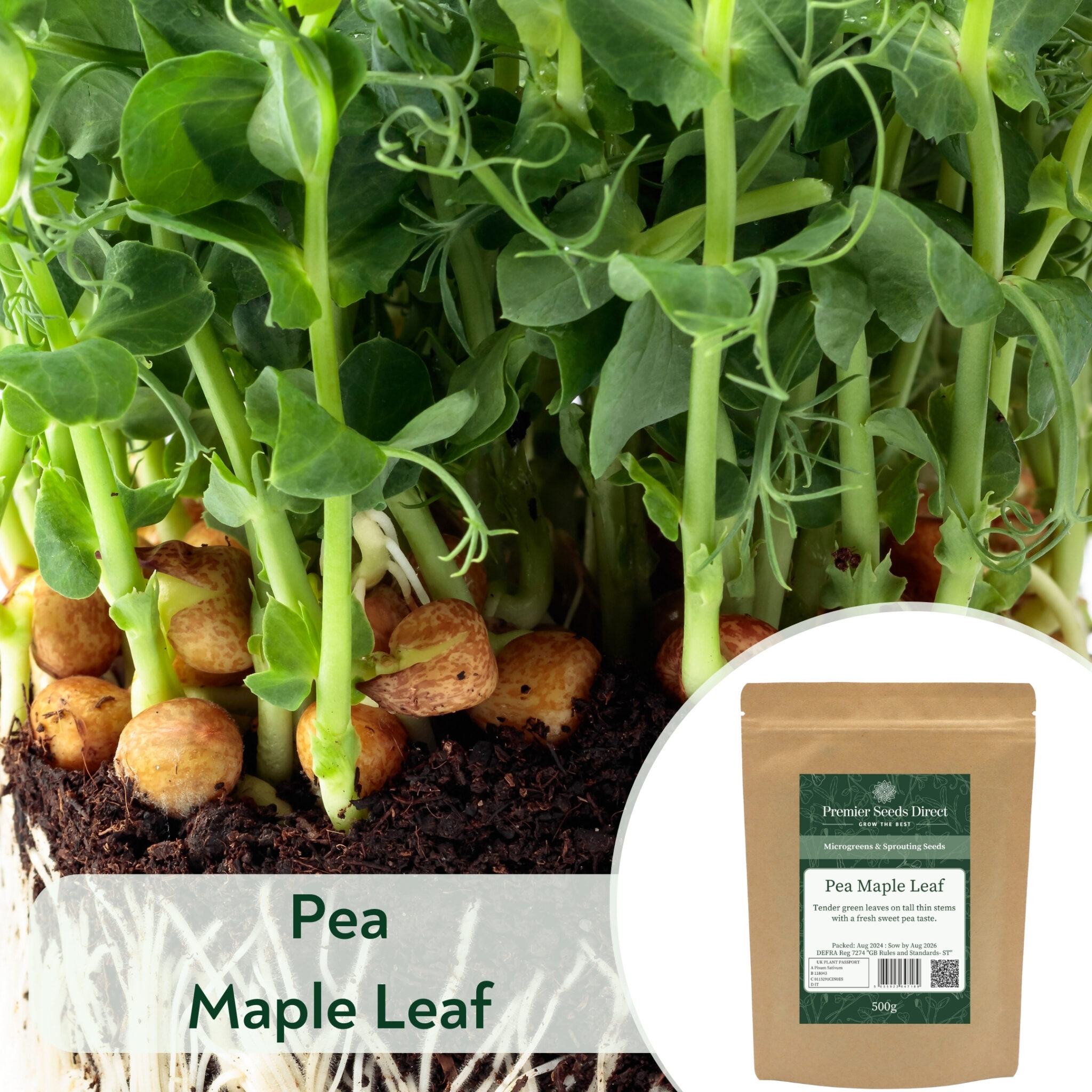 Pea Maple Leaf (Non-Tendril) - Microgreen/Sprouting - Premier Seeds Direct