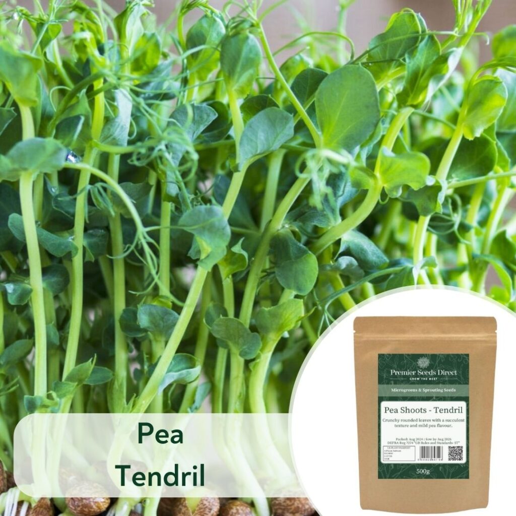 Pea Tendril - Microgreen/Sprouting - Premier Seeds Direct