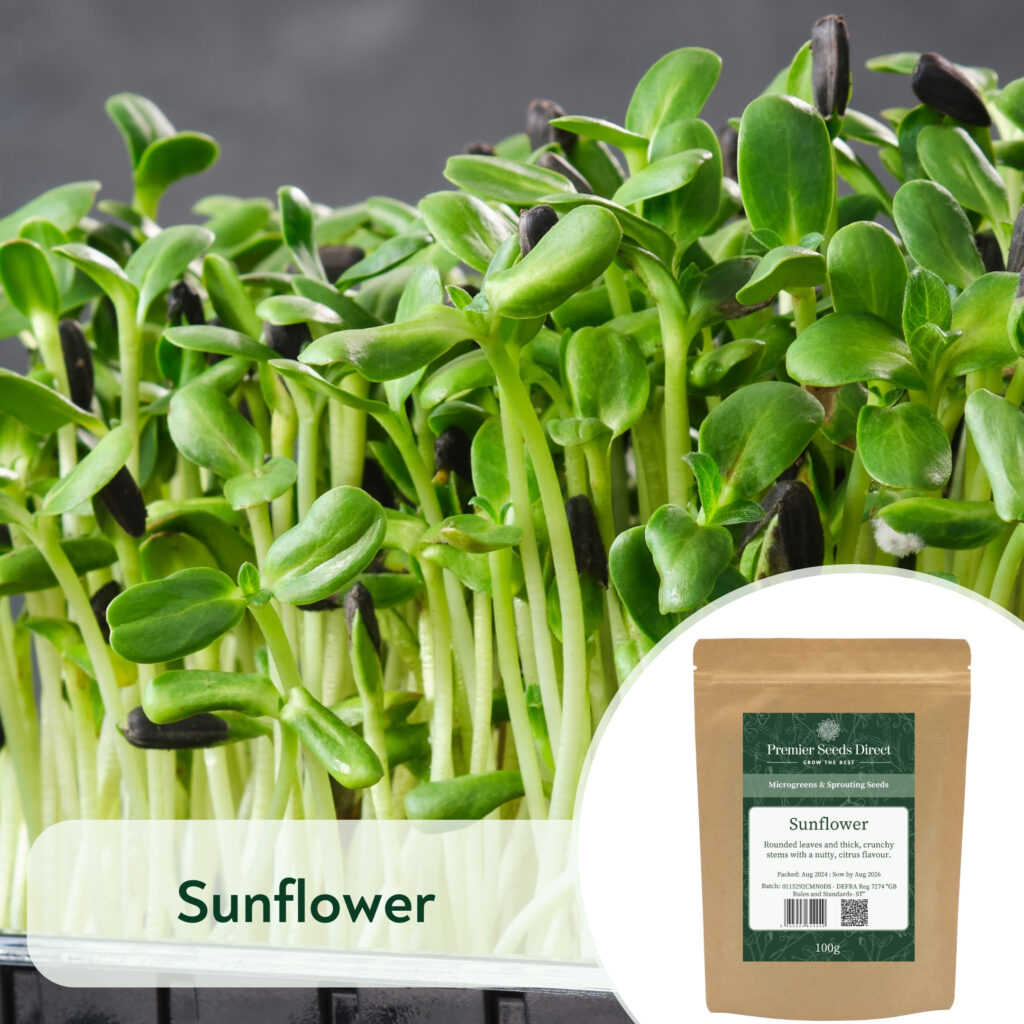 Sunflower (Small Black Seeded) - Microgreen/Sprouting - Premier Seeds ...