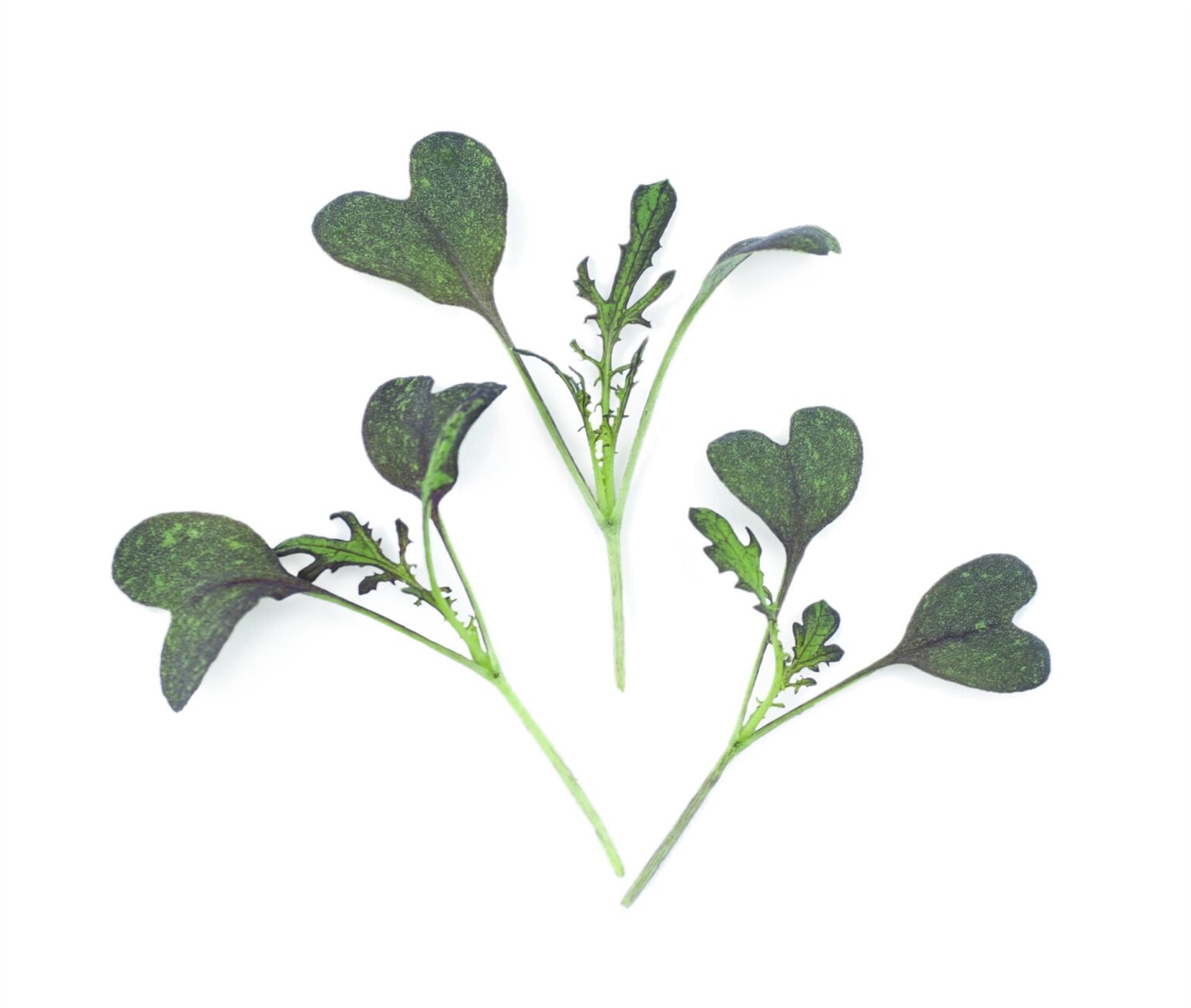 Microgreen Mustard Red Frills seeds - Premier Seeds Direct