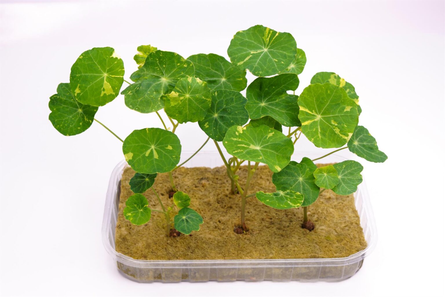 Microgreen Nasturtium Alaska Mix seeds - Premier Seeds Direct