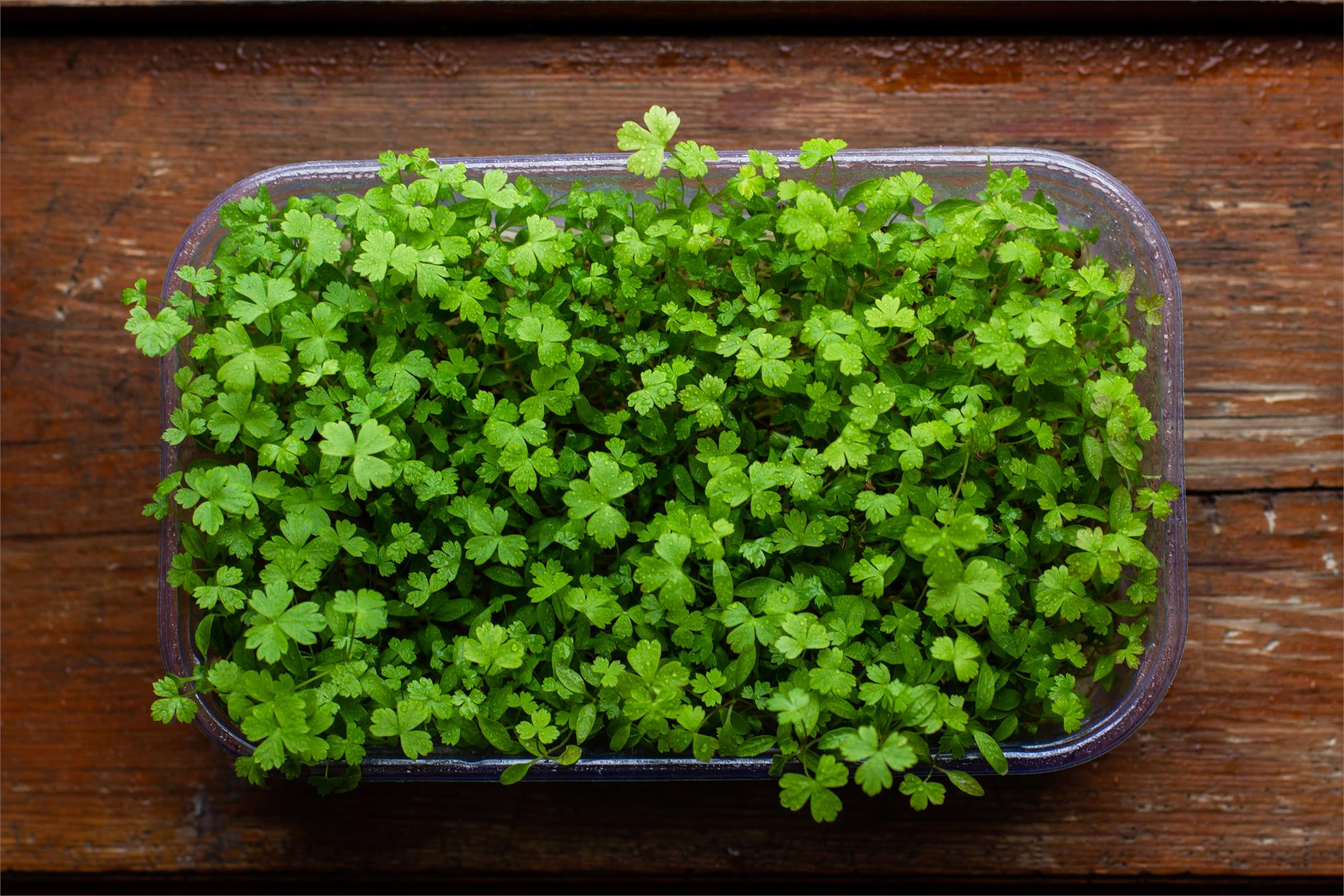 Parsley Italian Giant - Microgreen/Sprouting - Premier Seeds Direct
