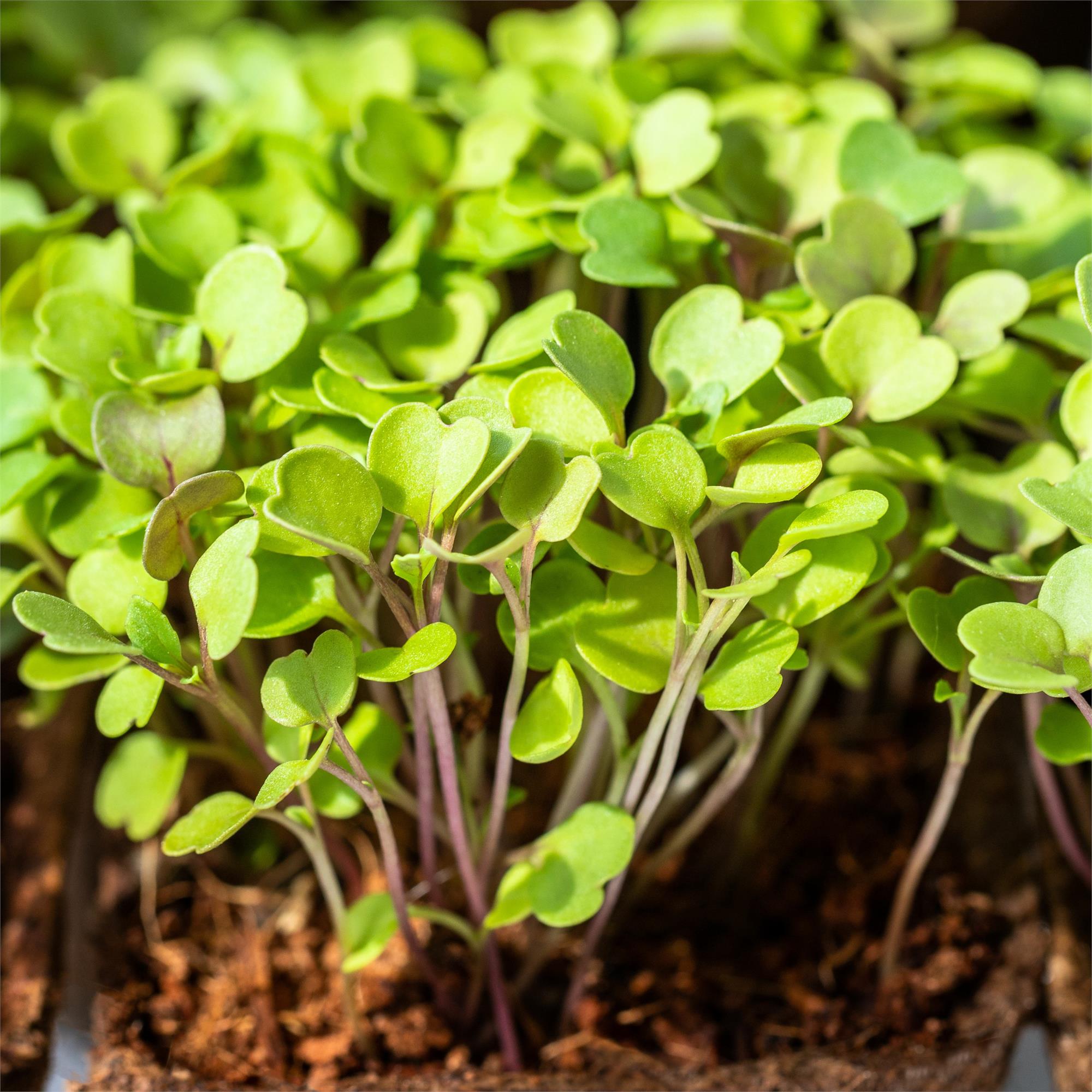 Rocket Cultivated - Microgreen/Sprouting - Premier Seeds Direct