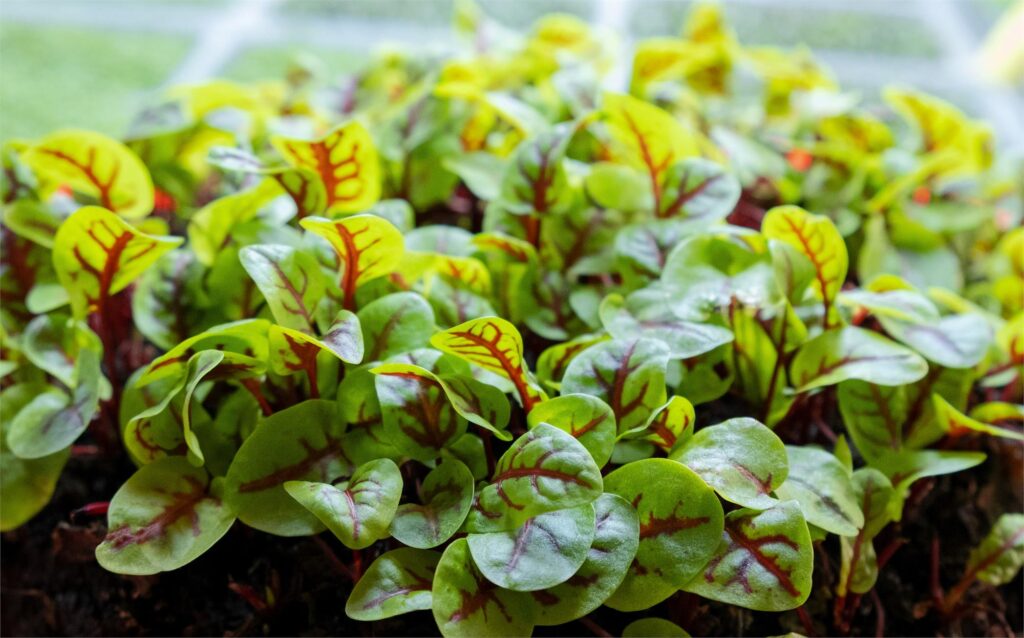 Microgreen Sorrel - Red Lava Seeds - Premier Seeds Direct