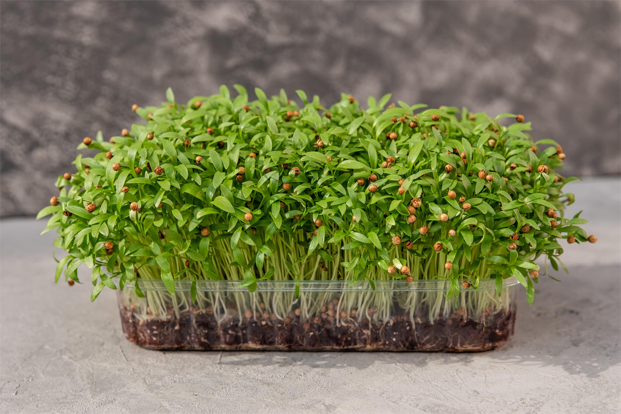 Coriander Split Seed - Microgreen/Sprouting - Premier Seeds Direct