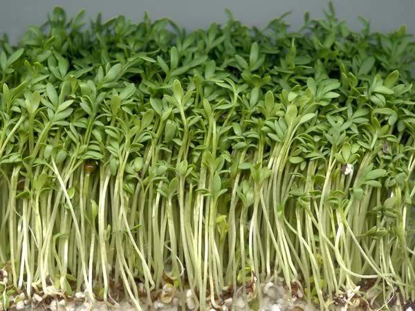 Microgreen Cress Curled Organic Seeds - Premier Seeds Direct