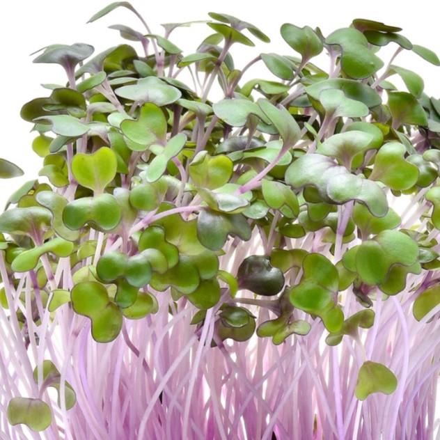 Microgreen Kale Red Russian Seeds - Premier Seeds Direct