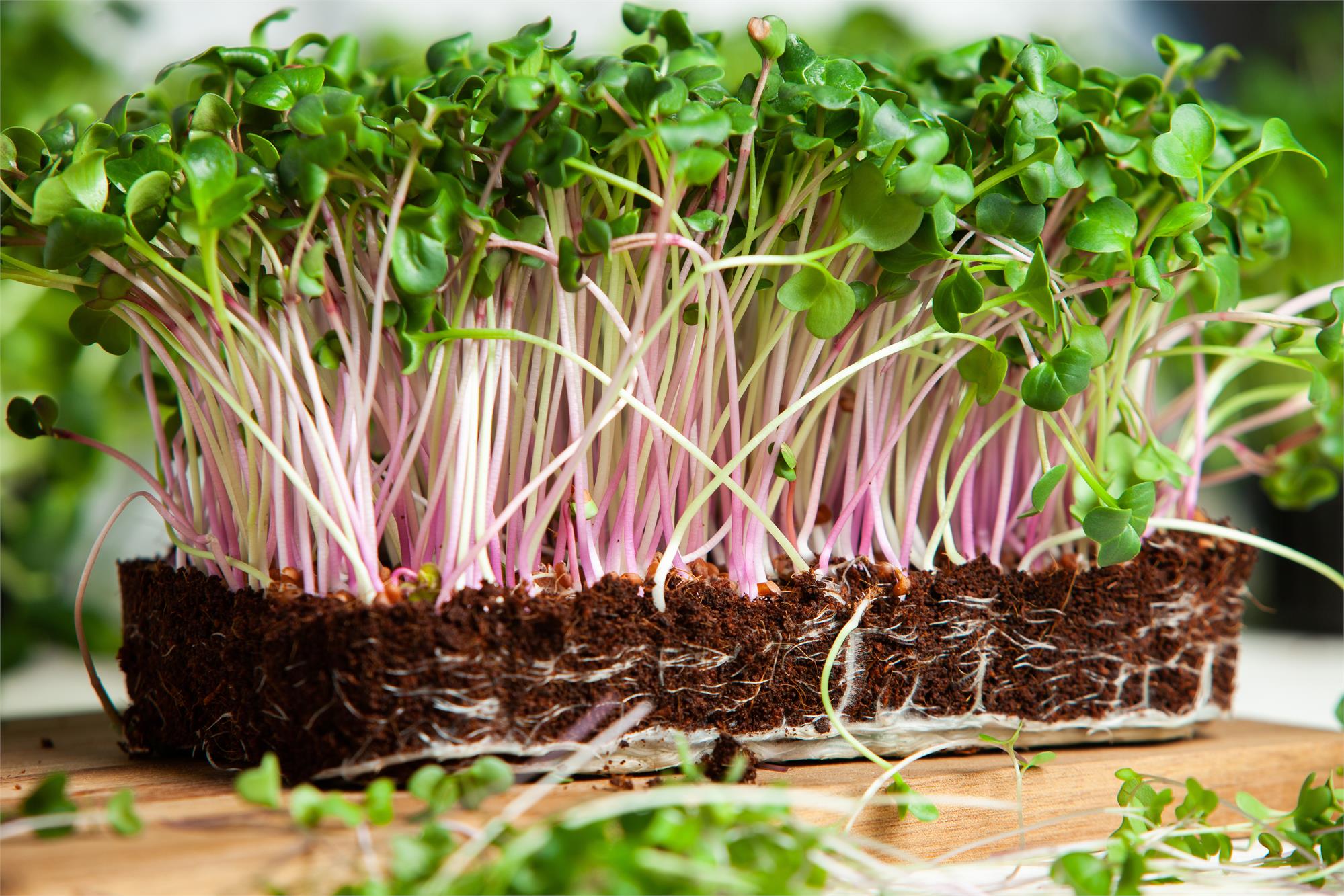 Micro Kale Red Russian Organic - Premier Seeds Direct