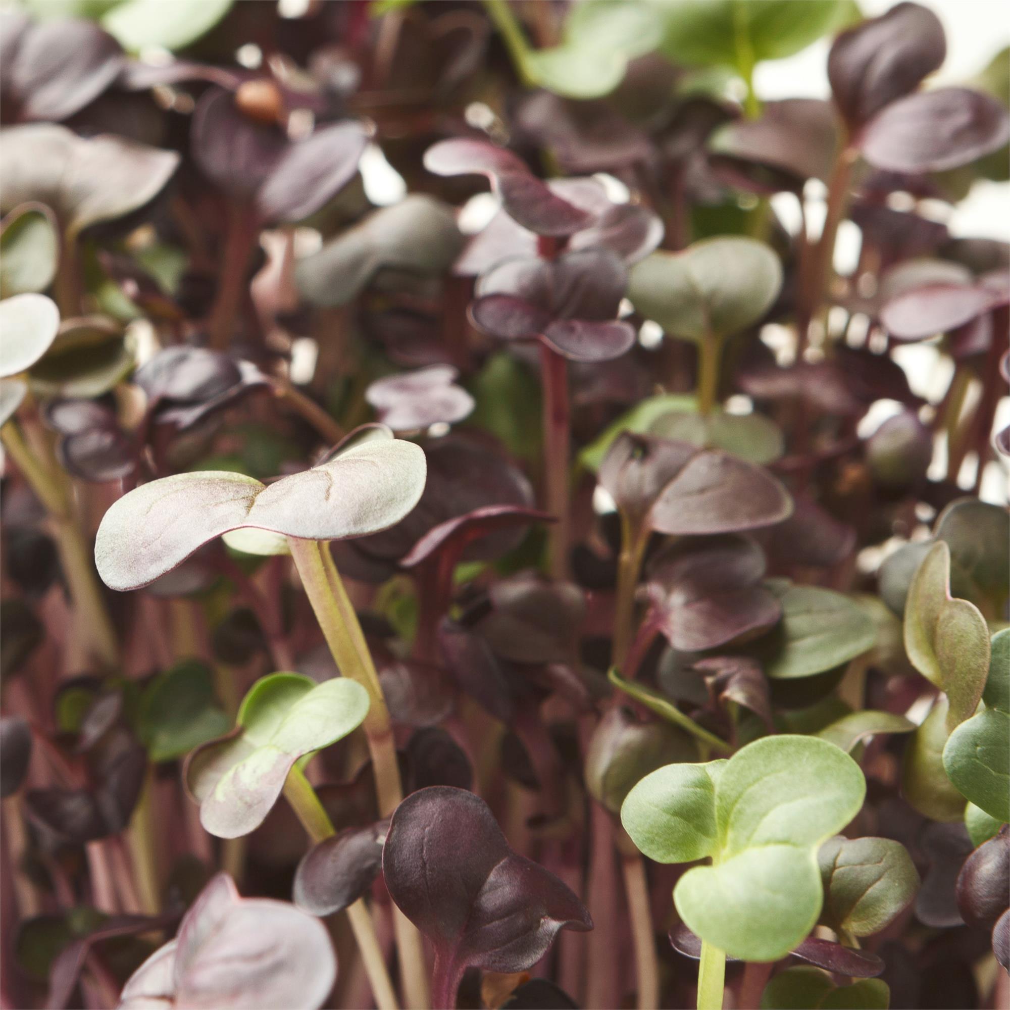 Mustard Komatsuna Red - Microgreen/Sprouting - Premier Seeds Direct