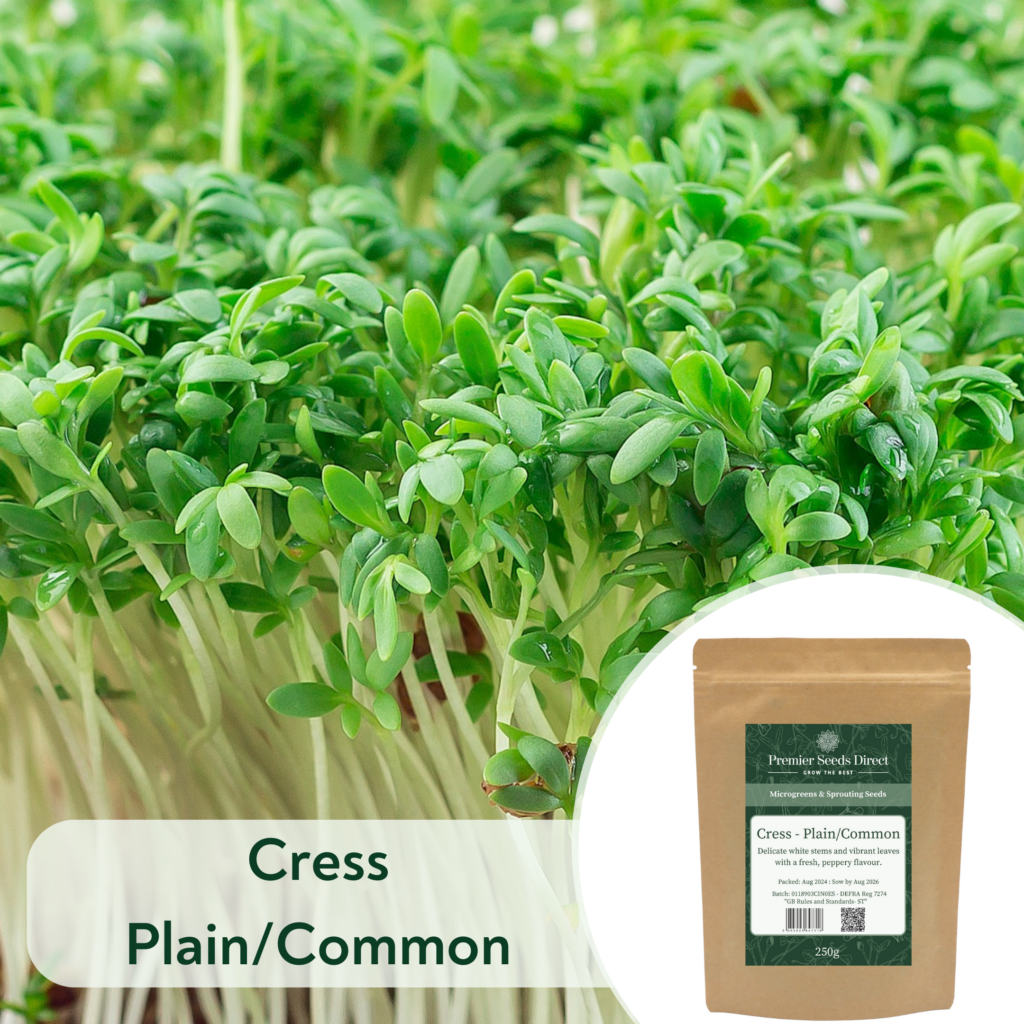 Cress Plain/Common - Microgreen/Sprouting - Premier Seeds Direct
