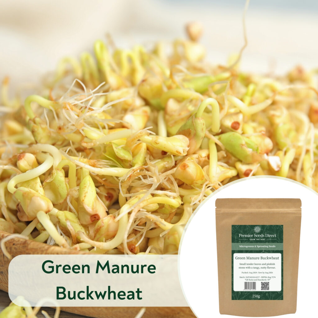 Buckwheat - Microgreen/Sprouting - Premier Seeds Direct
