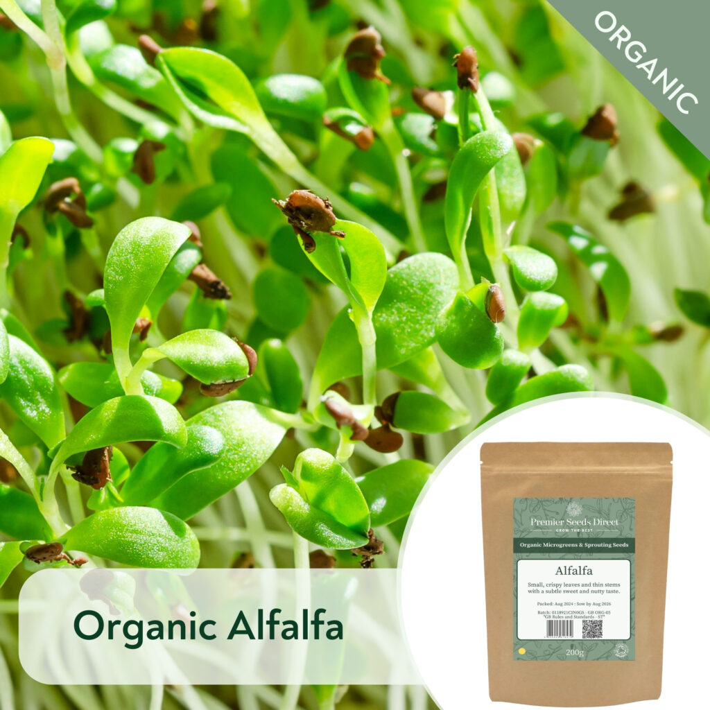 Organic Alfalfa - Microgreen/Sprouting - Premier Seeds Direct