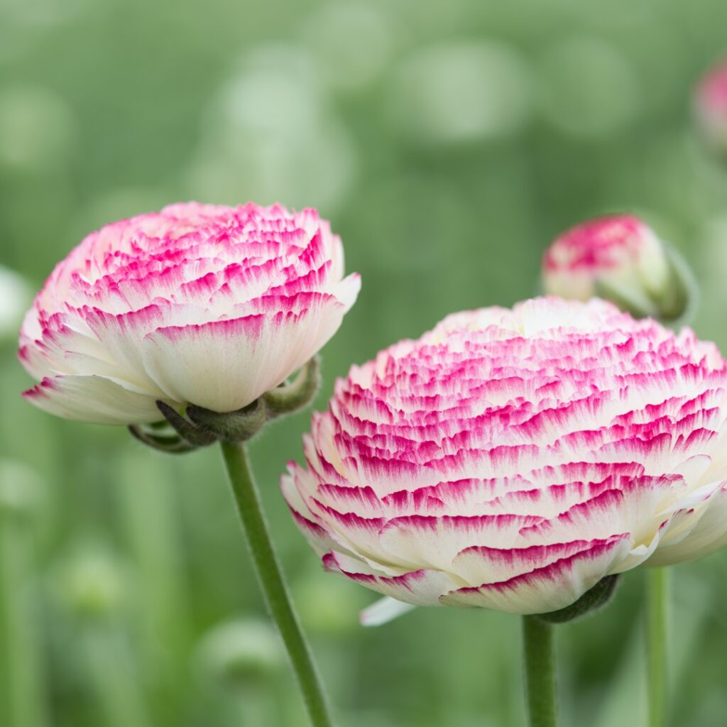 Ranunculus Picotee Pink - Premier Seeds Direct