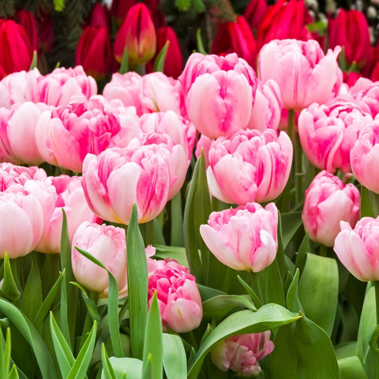 Tulip - Foxtrot - Premier Seeds Direct