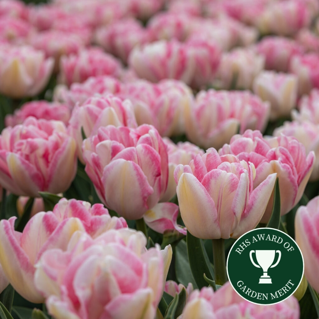 Tulip - Foxtrot - Premier Seeds Direct