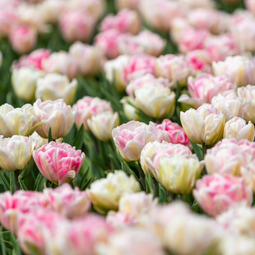 Tulip - Foxtrot Collection - Premier Seeds Direct