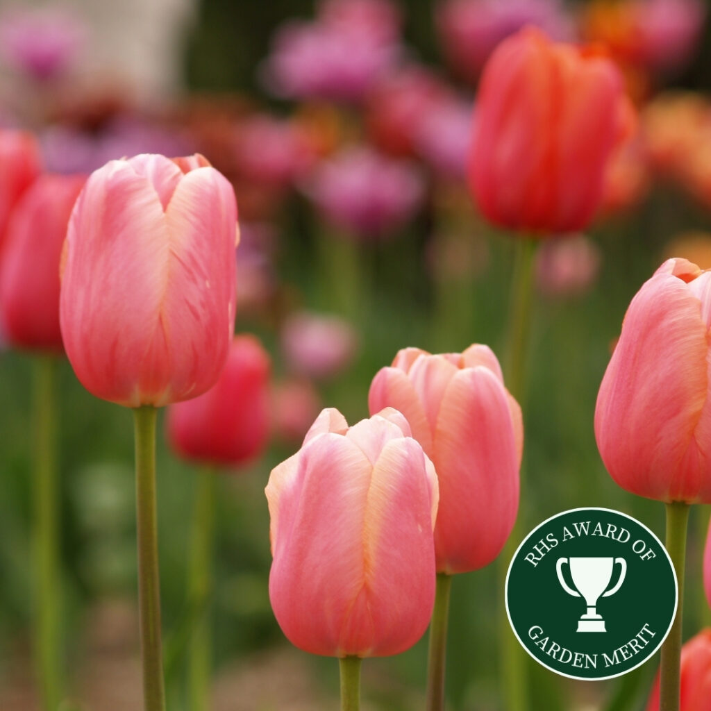 Tulip - Menton - Premier Seeds Direct