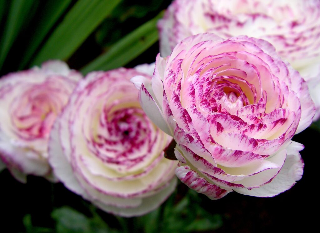 Ranunculus Picotee Pink - Premier Seeds Direct