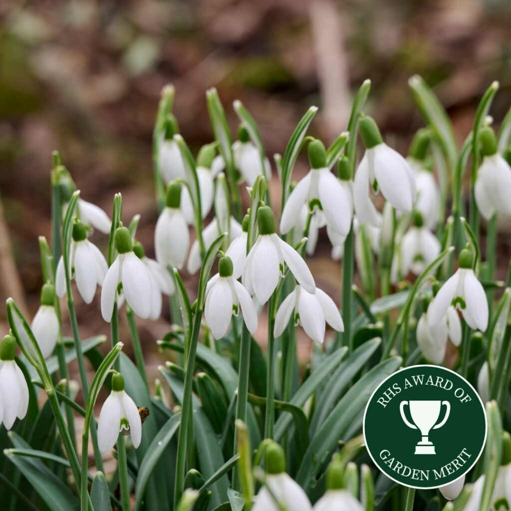 Snowdrop Bulbs Archives - Premier Seeds Direct