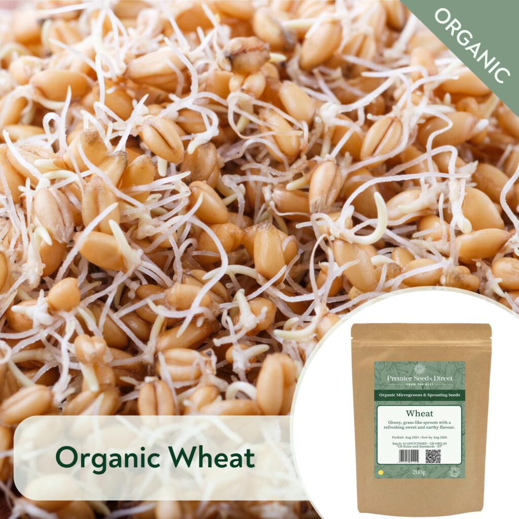Organic Wheat - Microgreen/Sprouting - Premier Seeds Direct