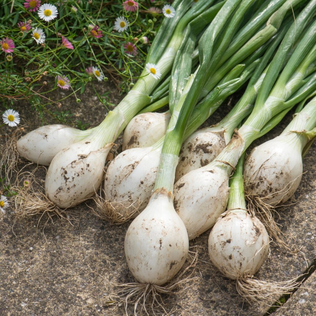 Onion - White Star - Premier Seeds Direct