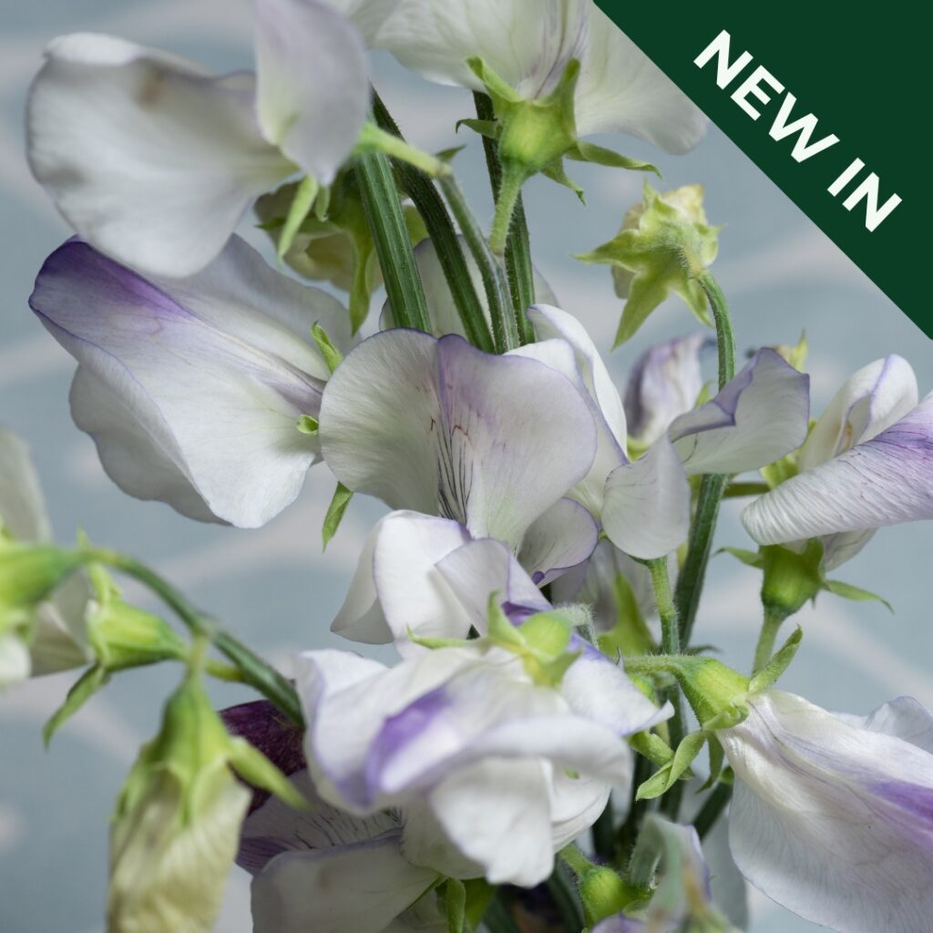 Sweet Pea Spencer Old Times - Premier Seeds Direct