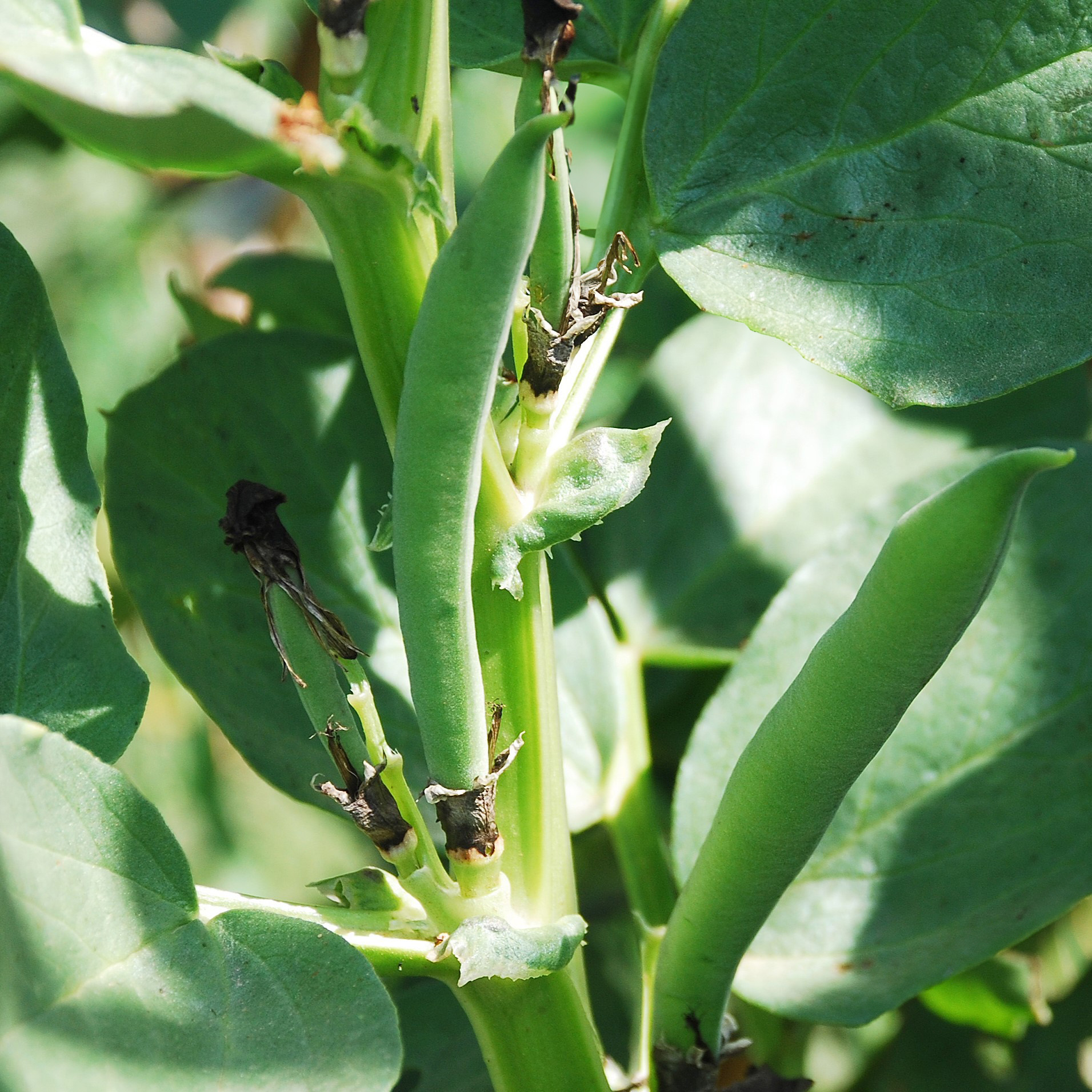 Broad Bean Seeds - Premier Seeds Direct