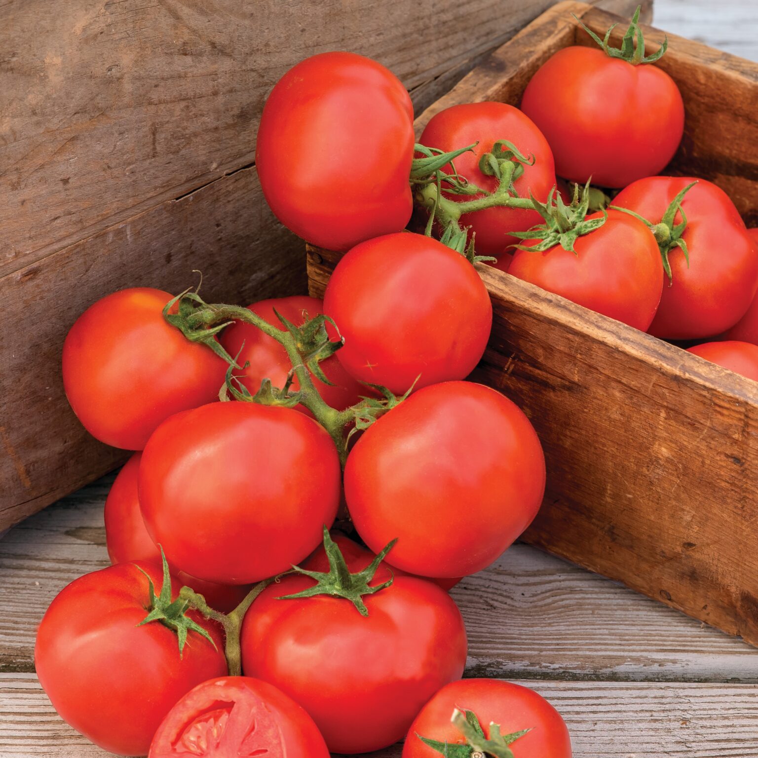 Tomato Seeds - Premier Seeds Direct