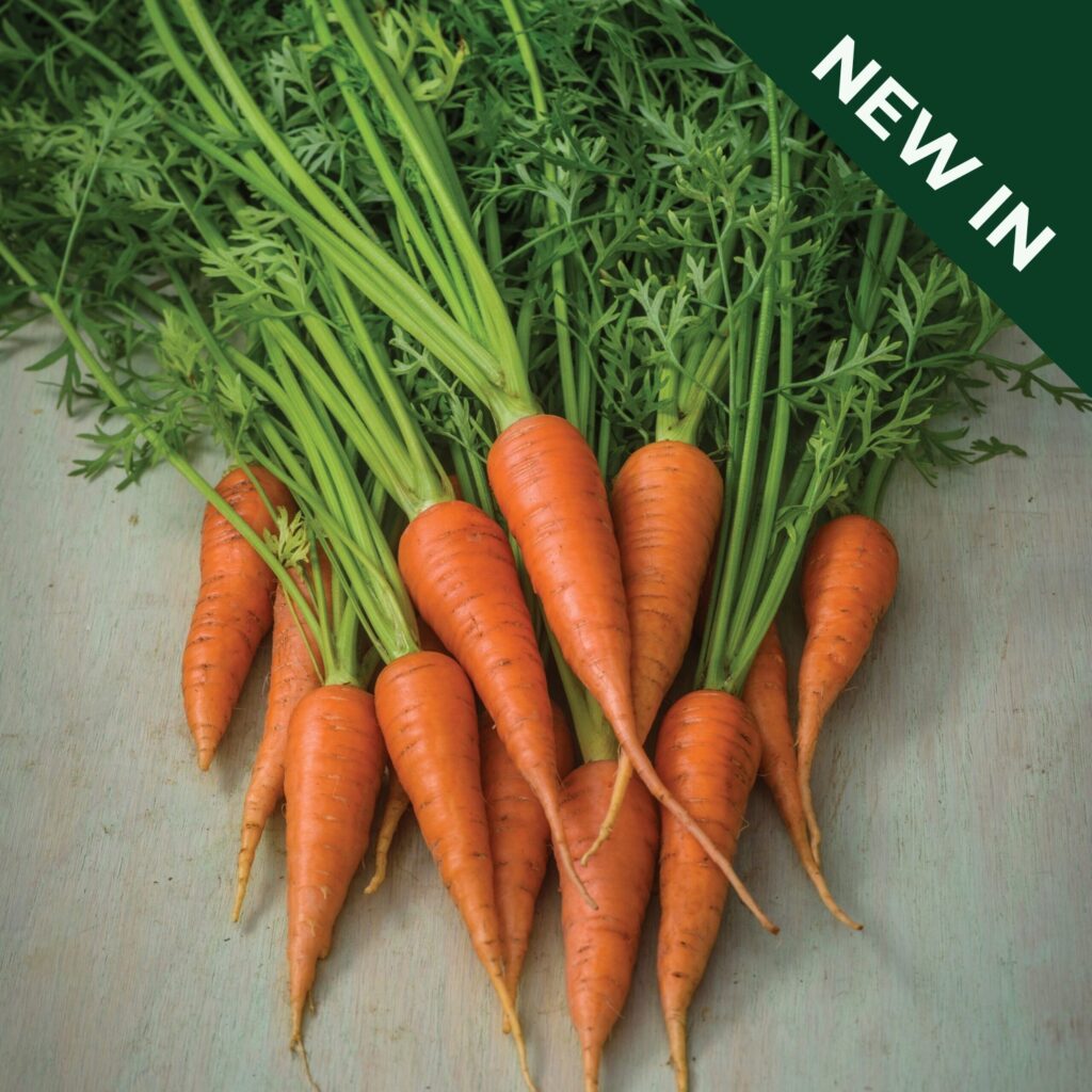 Carrot Seeds - Premier Seeds Direct
