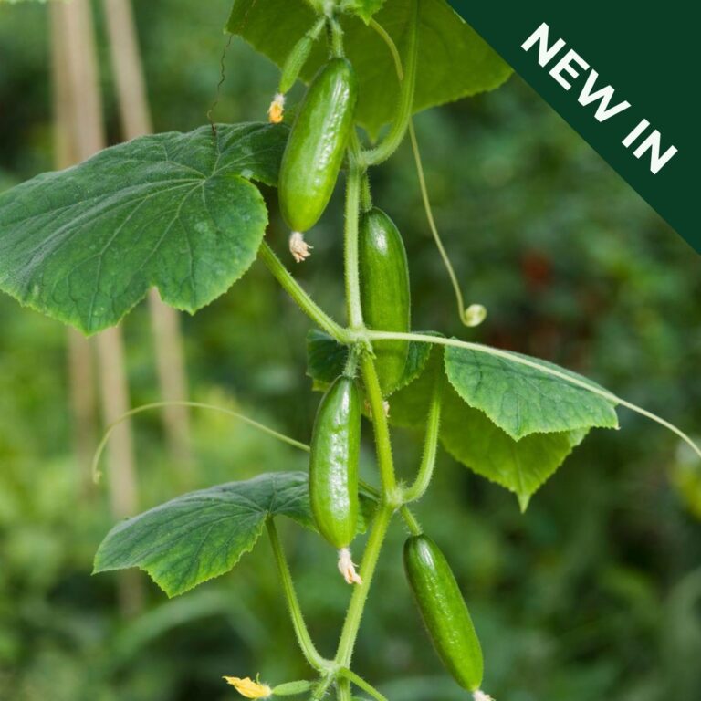 Cucumber Seeds - Premier Seeds Direct