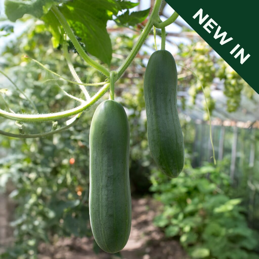 Cucumber Seeds - Premier Seeds Direct