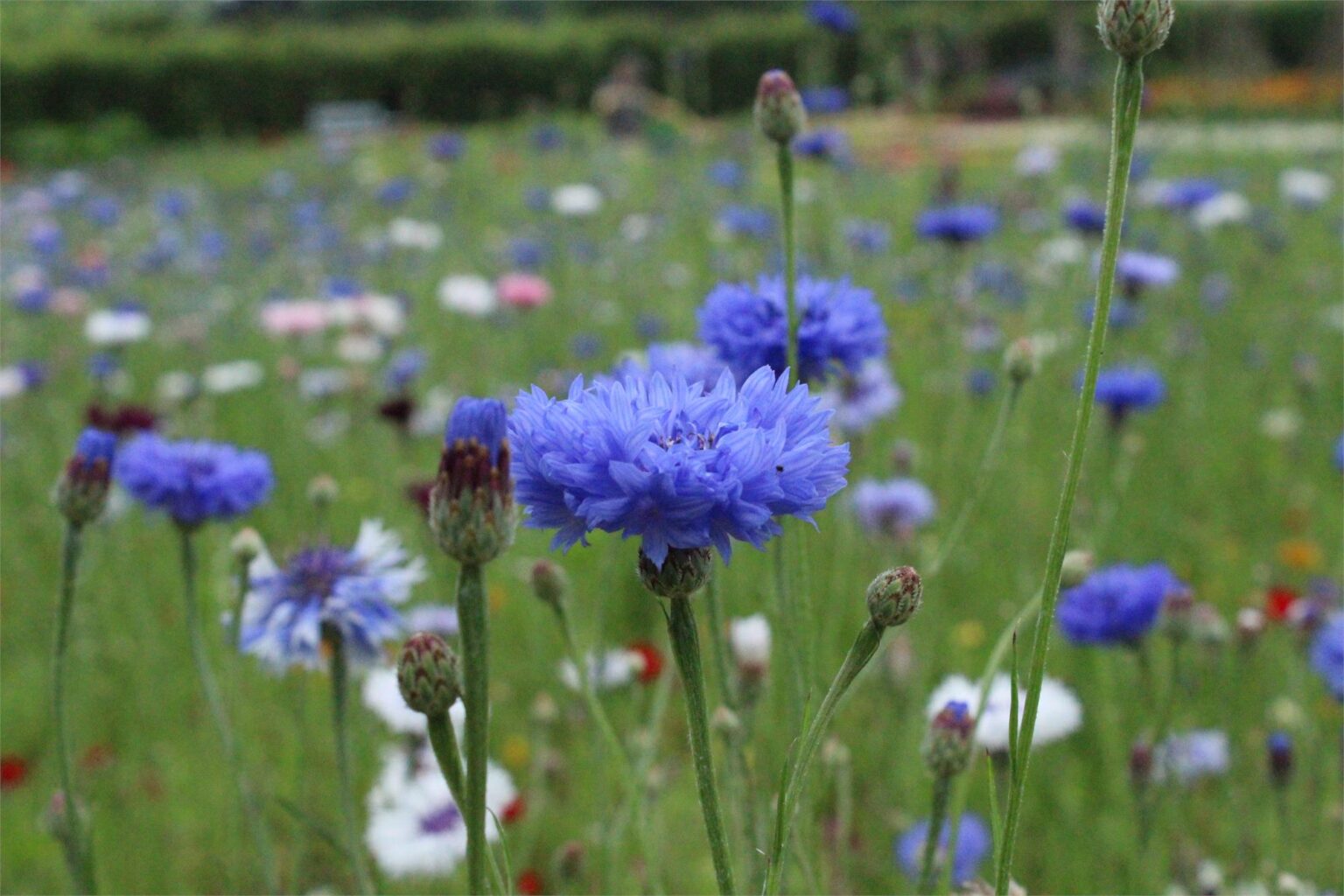 Cornflower Centaurea Cyanus Blue Boy - Premier Seeds Direct