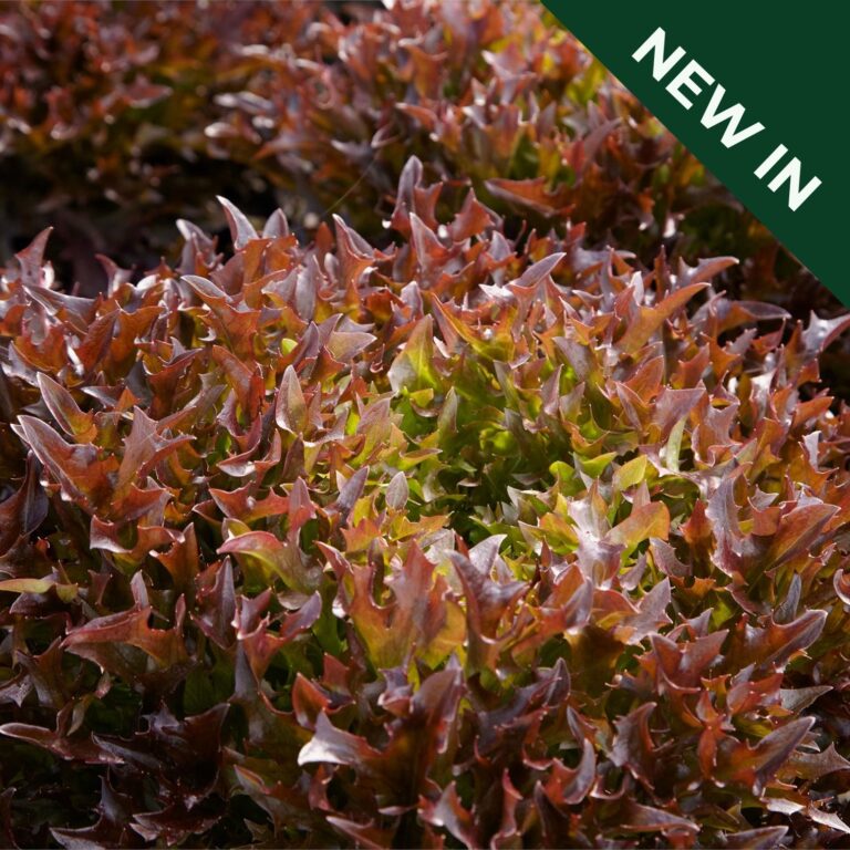 Lettuce Seeds - Premier Seeds Direct