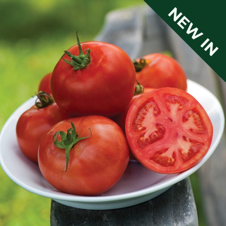 Tomato Seeds - Premier Seeds Direct