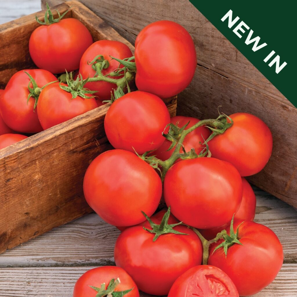 Tomato Seeds - Premier Seeds Direct