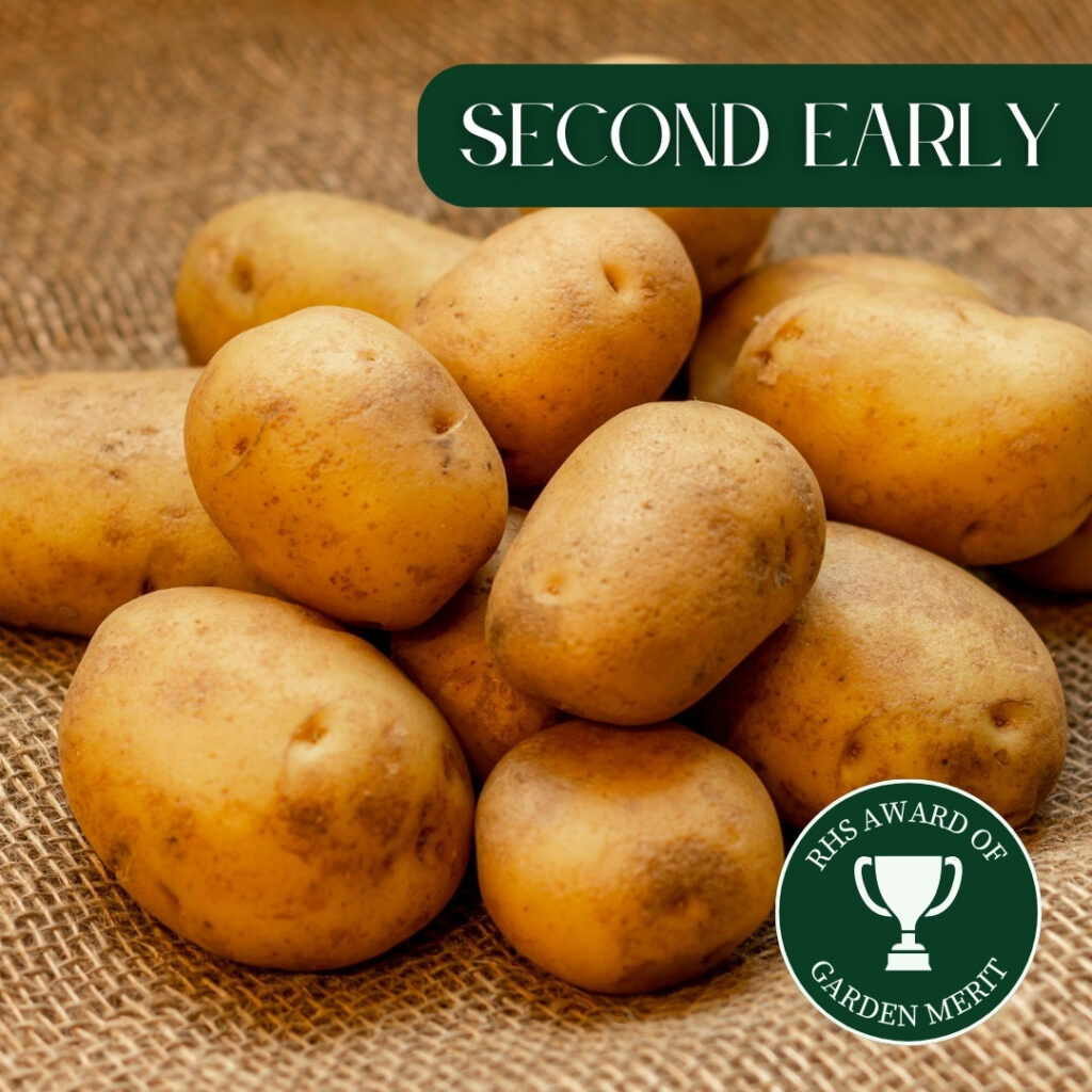 Seed Potatoes - Premier Seeds Direct