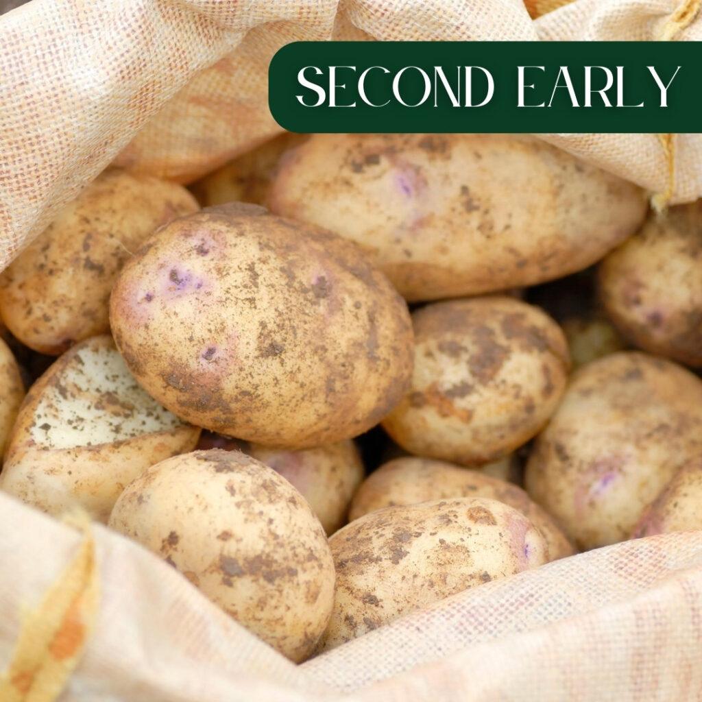 Seed Potatoes - Premier Seeds Direct