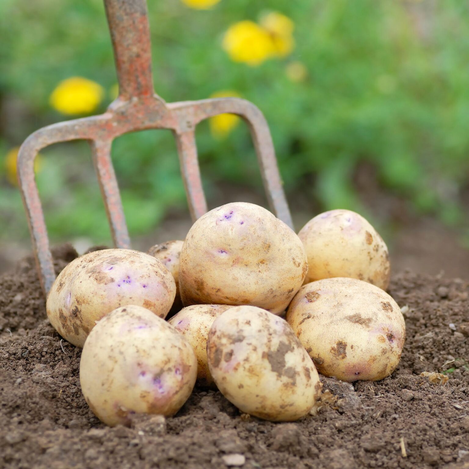 Seed Potatoes - Kestrel - Premier Seeds Direct