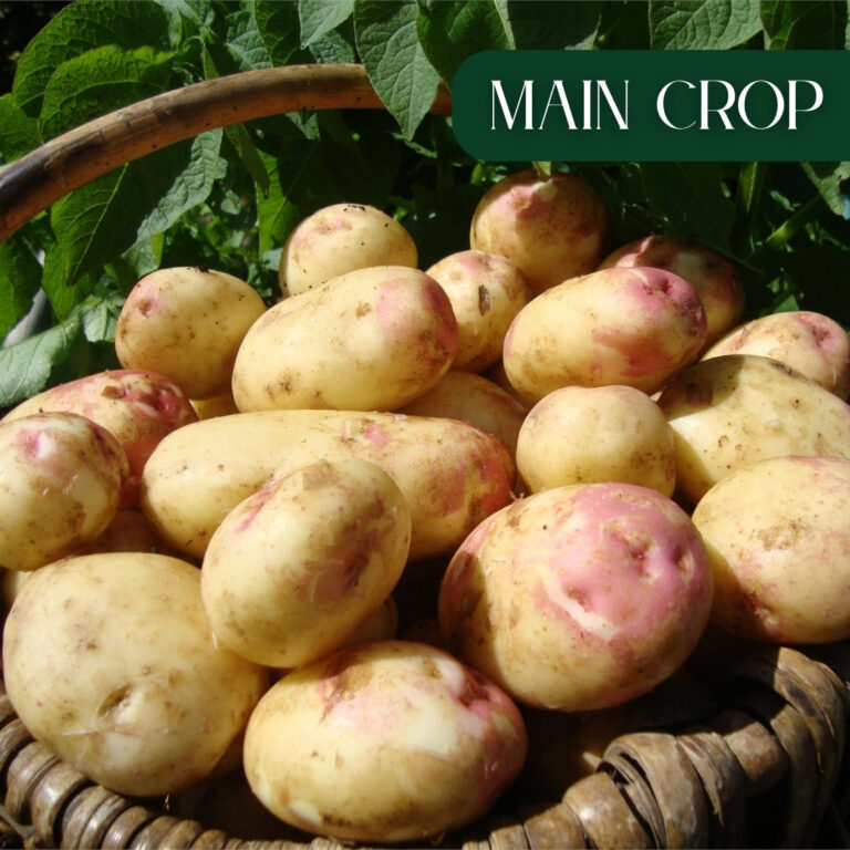 Seed Potatoes - Premier Seeds Direct