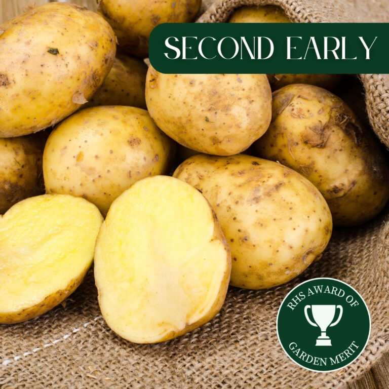 Seed Potatoes - Premier Seeds Direct