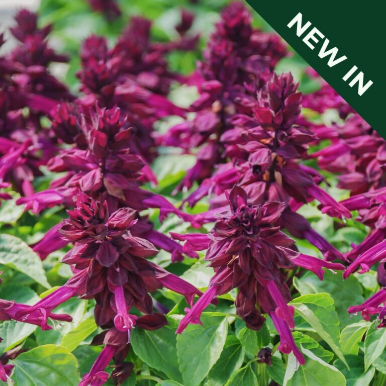 Salvia - Dwarf Purple - Premier Seeds Direct