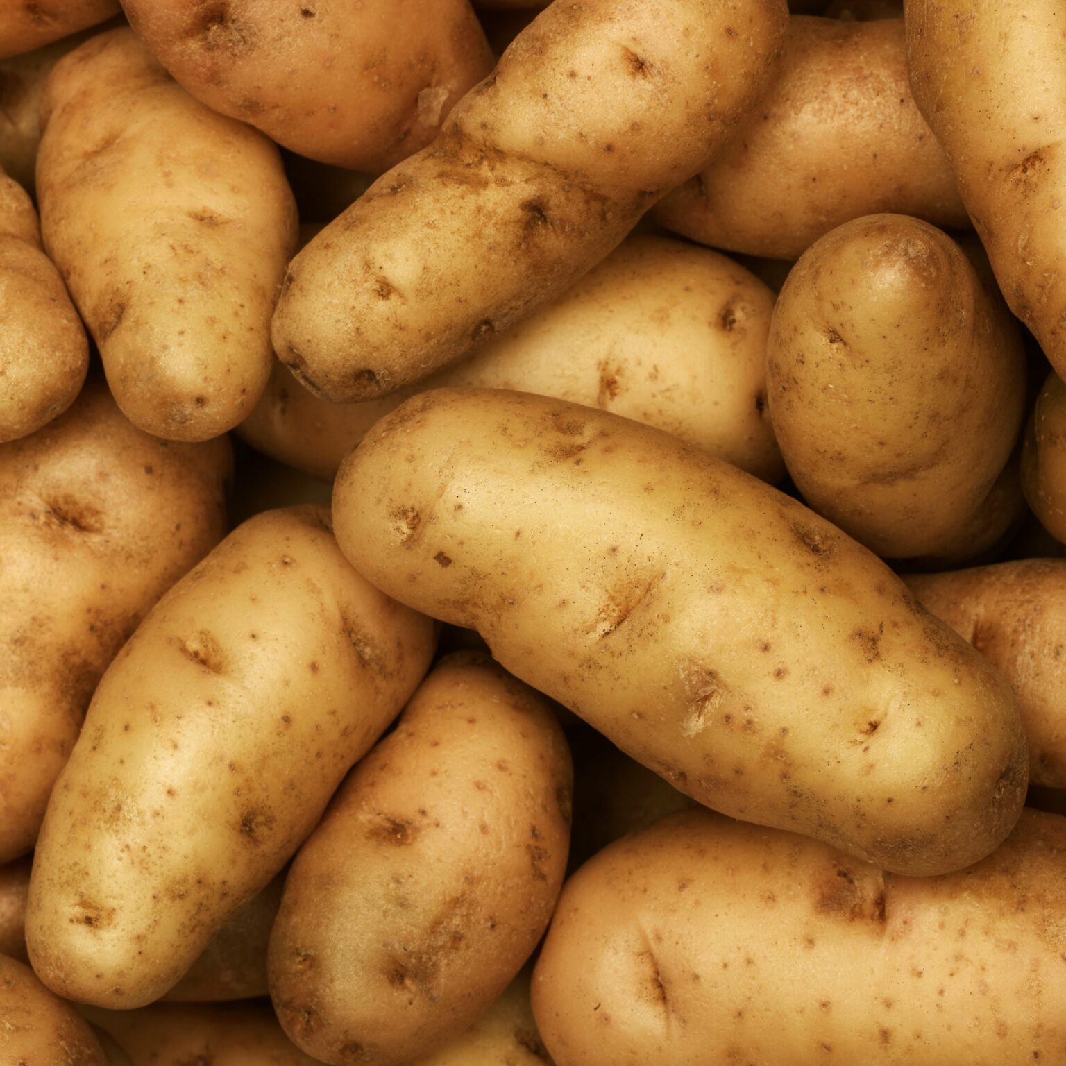 Seed Potatoes - Anya - Premier Seeds Direct